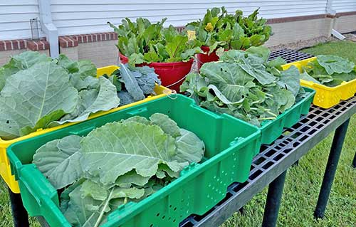 Sunset Community Garden Pop-up Farmers Market